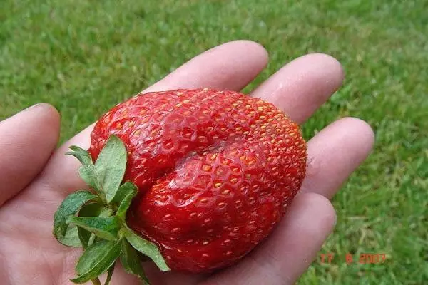 Berry besar.