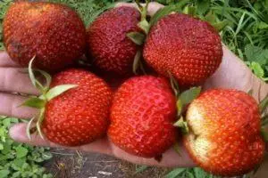 Beskrivning och egenskaper hos jordgubbe Pandora, växande och omsorg