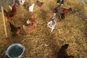 Typer av sängkläder på golvet för kycklingsamlingen och hur man gör det med egna händer