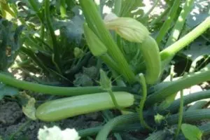 Paglalarawan ng pinaka-sinumpa grado ng zucchini para sa bukas na lupa