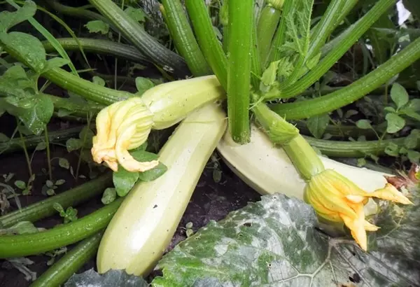 Zucchini Kvali در خاک باز