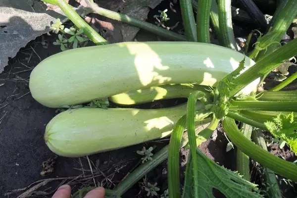 Zucchini đặt trong vườn