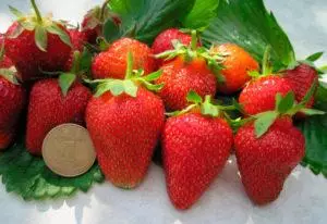 Apejuwe ati awọn abuda ti awọn eso strawberries mta oriṣiriṣi, ibalẹ rẹ ati ogbin