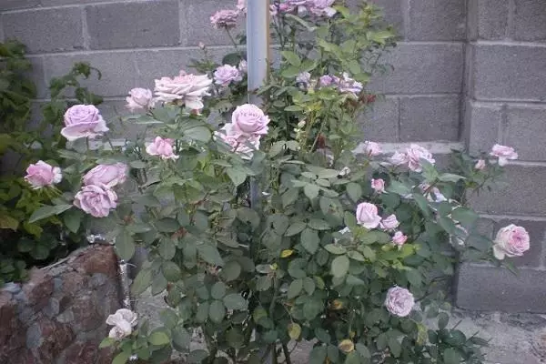 Rosas Indigoletta.
