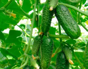 Step-by-step instructions How to form cucumbers in the greenhouse and open soil
