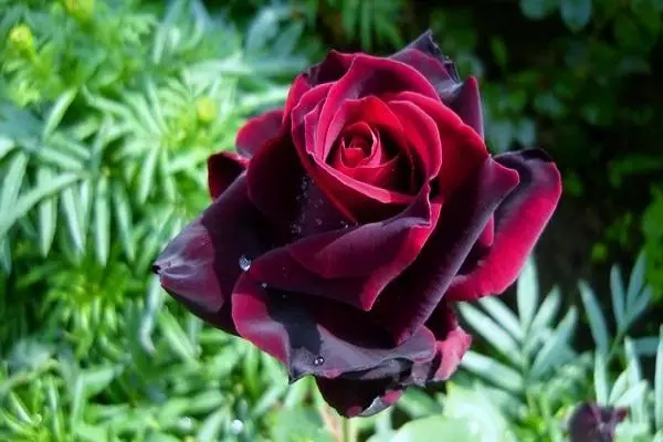 Rose Rusince