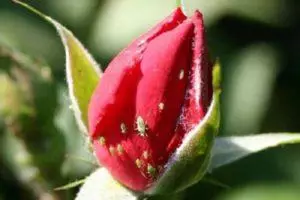 Hvad skal man behandle roser fra thfider, hvordan man skal håndtere narkotika og folkemedicin