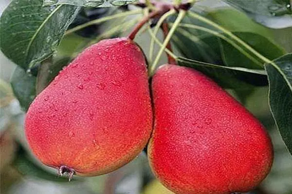 Pears Nika.