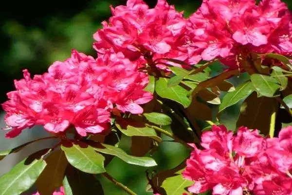 Blooming Rhododendron.