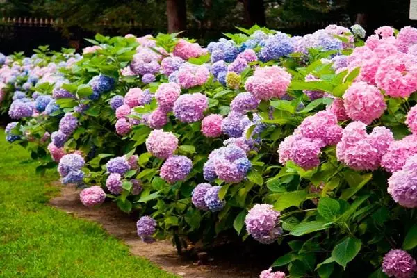 ბუშის Hortensia