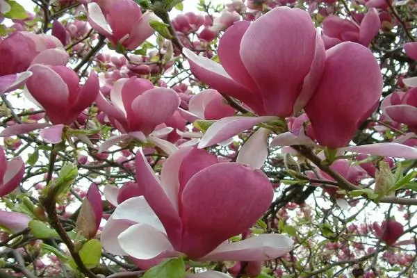Drzewo magnolii.