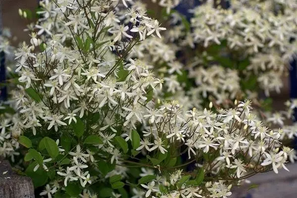 Manchurian flower.