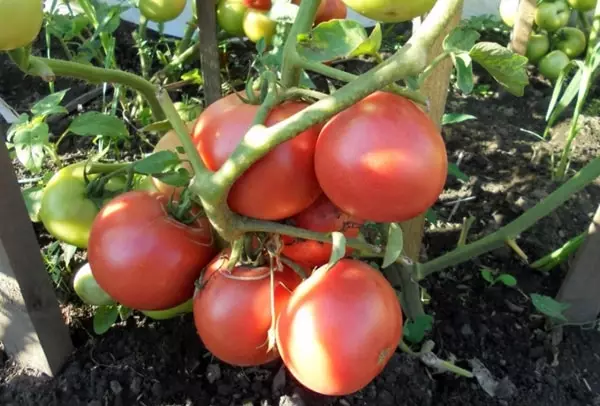 Verë e butë e domates f1 në tokë të hapur