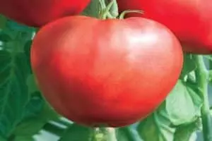 Descripción de la belleza del corazón del tomate Tomate, recomendaciones de alivio