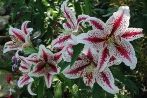 Description of the best varieties of oriental lily, landing and care in open soil