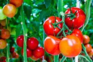 Iintlobo ze-tomatisi zexesha le-velvet, uphawu kunye nesivuno