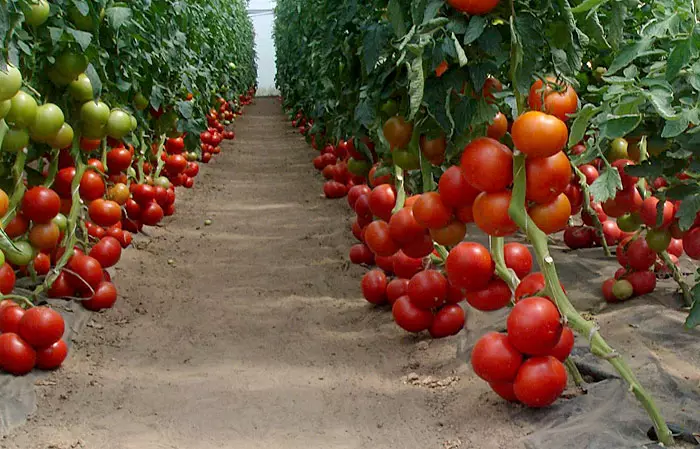 Pomidory w Teplicach.