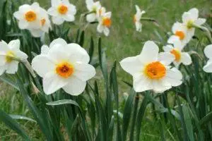 Descrição das variedades de Narciso de Abba, Landing and Care Regras