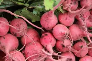 Bayanin iri-iri na ruwan hoda radish, da amfani da cutarwa kaddarorin