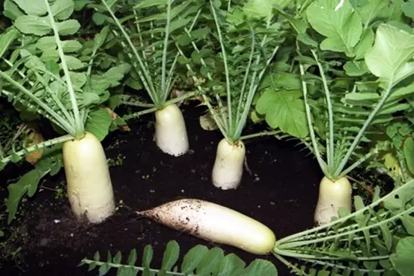 Daikon Dubinushka ninu ile ti a ṣii