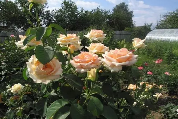 Jardín de flores en vegetal