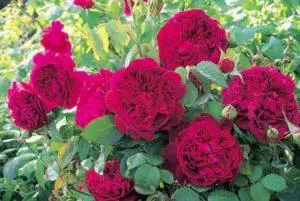 Beschreibung 15 Beste Sorten der Pionischen Rosen, Landung und Pflege in offenem Boden