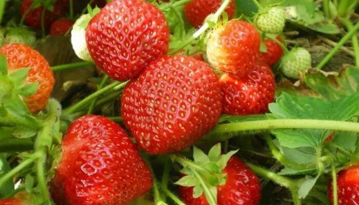 Strawberry Sudushka