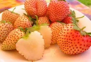 अनन्य, लँडिंग आणि काळजी स्ट्रॉबेरी विविध वैशिष्ट्ये आणि वैशिष्ट्ये