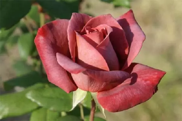 Самотна роза