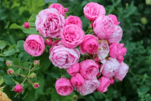 Pomponella品種，著陸和護理玫瑰的描述和特徵