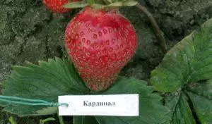 Kirjeldus ja omadused sortide maasikate kardinal, maandumine ja hooldus
