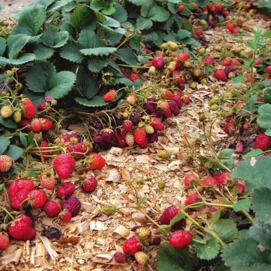 Peakberries Paysaj