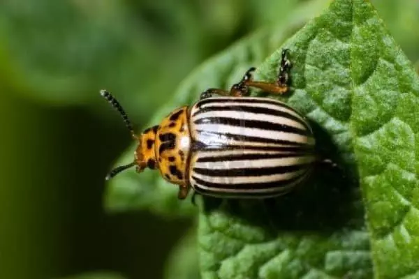 Colorado Beetle na listoch zemiakov