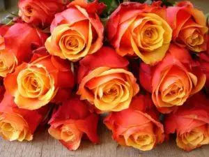 Beskrywing Tea Hybrid Roses Verskeidenheid Brandewyn Kersie, Landing, Sorg en Reproduksie