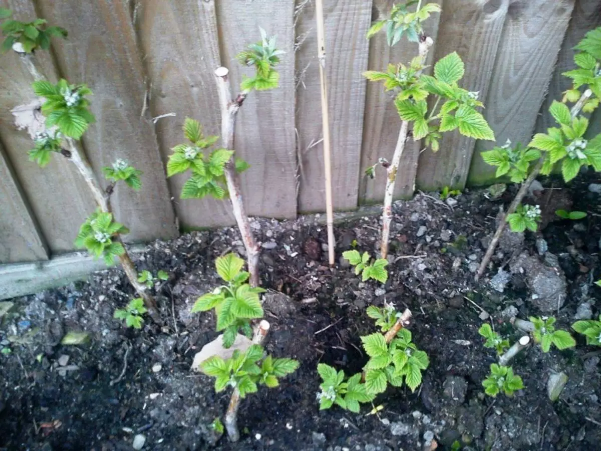 Plant blackberry