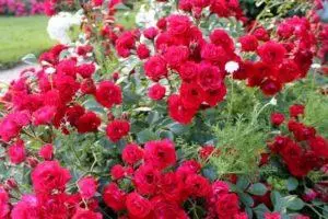 土壤玫瑰品種描述，降落和露天土壤