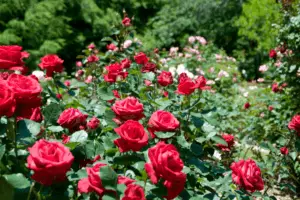 Popis polyanthi odrůd růží, péče a pěstování semen a řízků