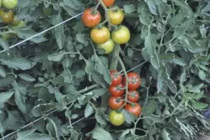 Pomidorų veislės vilties aprašymas ir jo derlius