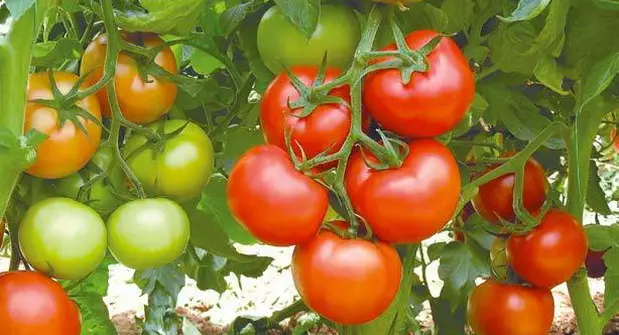 Vintage Tomatovov