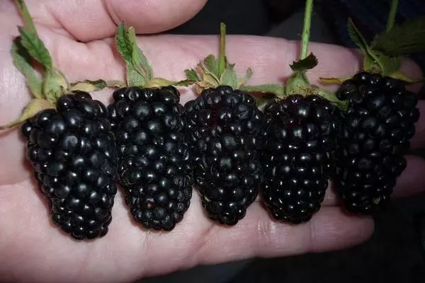 Blackberry Berries.