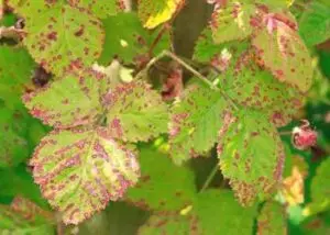 Species, symptoms, treatment and struggle against pests and blackberry diseases