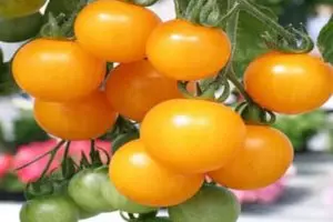 Karakteristisk og beskrivelse af sorten af ​​tomat honningbunke