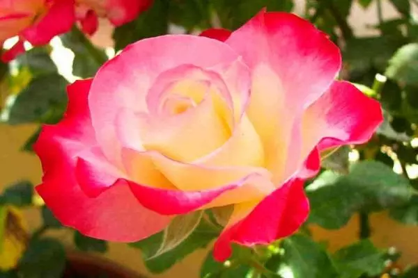 Flowering Rosa