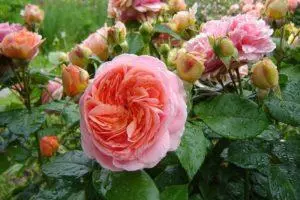 Description Roses Variety Chippendale, Landing and Care, Fighting Diseases