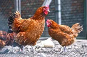 Description of the breed of chickens of Kuchinsky jubilee, breeding and egg production