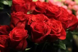 Danasîn û taybetmendiyên Roses bi azadî, zeviyê û lênêrîna rêzikan