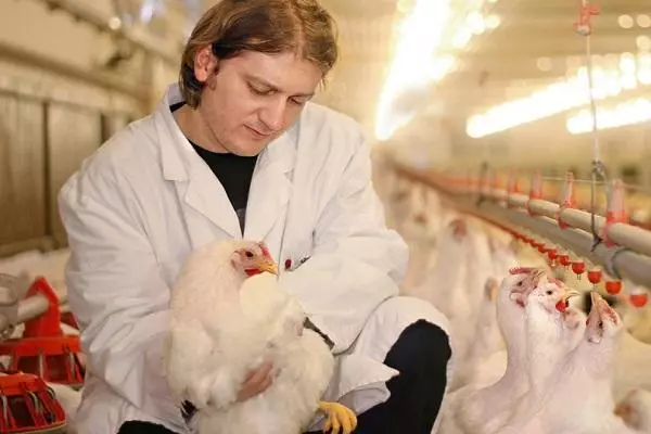 Doktor haiwan dengan ayam