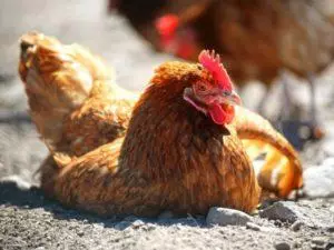 Descrição dos melhores tratamentos e por quais razões as galinhas caem de pé
