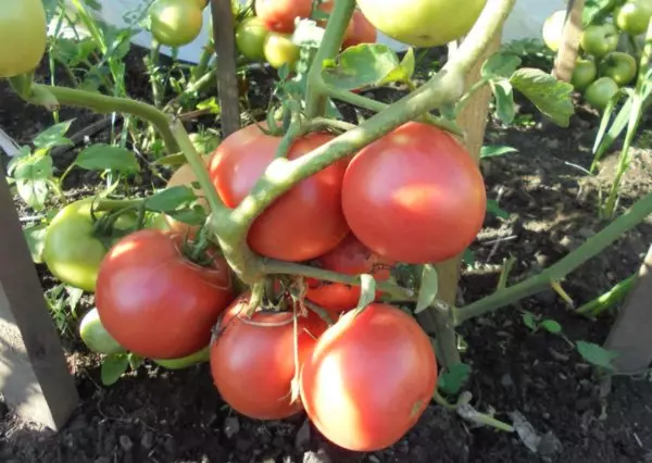 Tomatoes Raspberry Moa