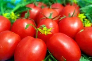 Pomidor inci sibirinin müxtəlifliyinin təsviri və xüsusiyyətləri